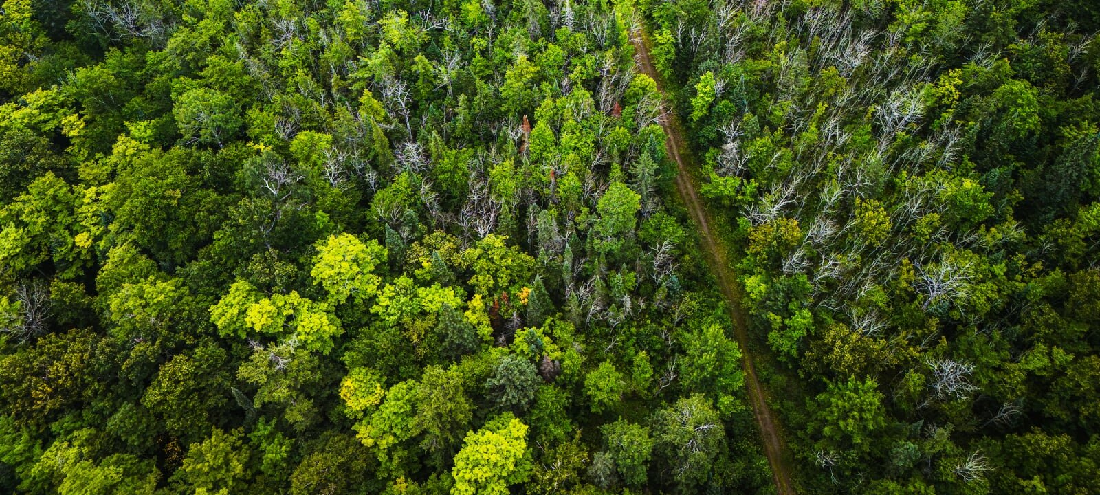 Master of Forestry | College of Forest Resources and Environmental ...
