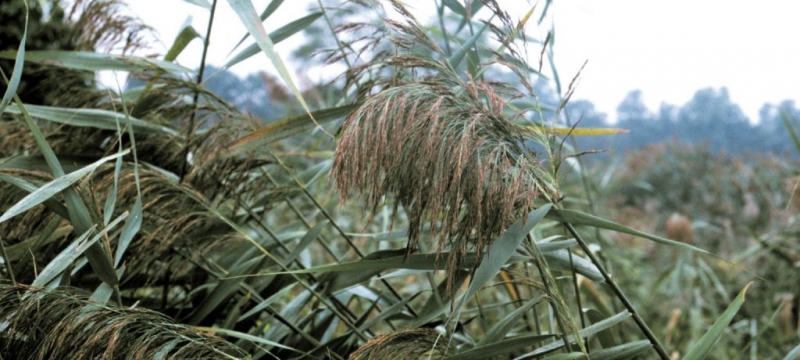 Invasive Phragmites | KISMA