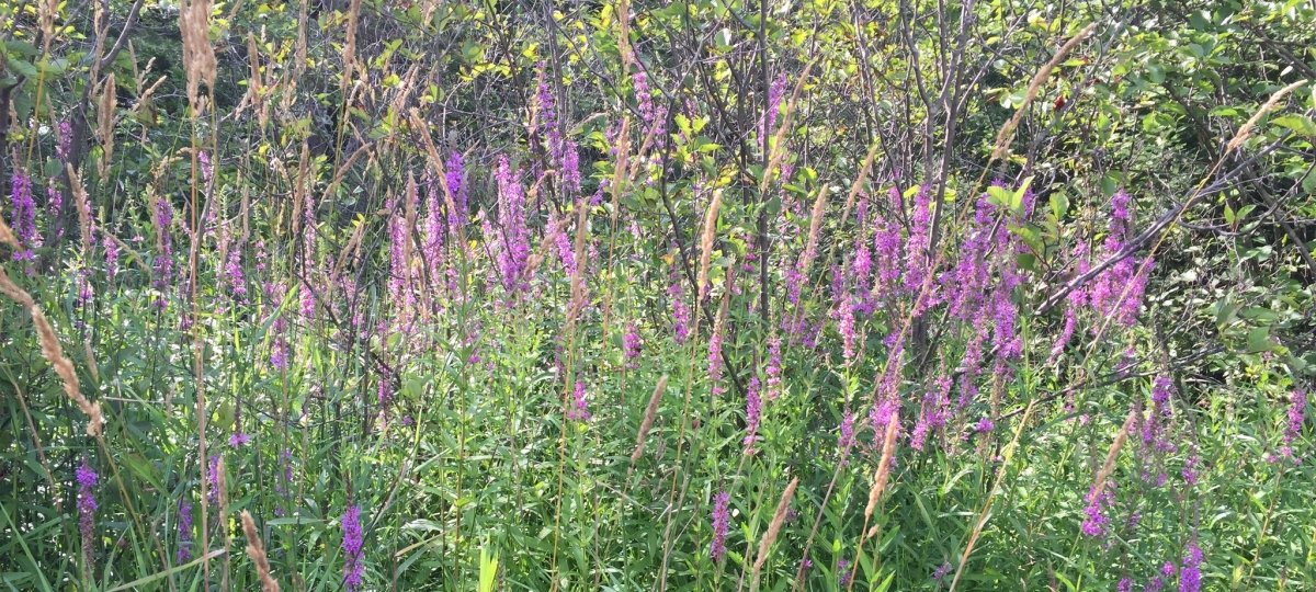 Purple Loosestrife | KISMA