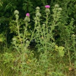 Bull Thistle | Keweenaw Invasive Species Management Area (KISMA ...