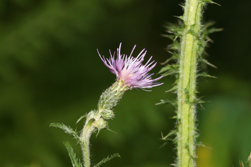 Invasive Species Information | Keweenaw Invasive Species Management ...