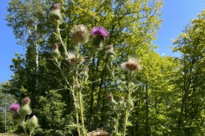 Invasive Species Information | KISMA