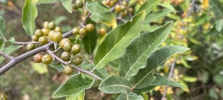 Autumn Olive | KISMA
