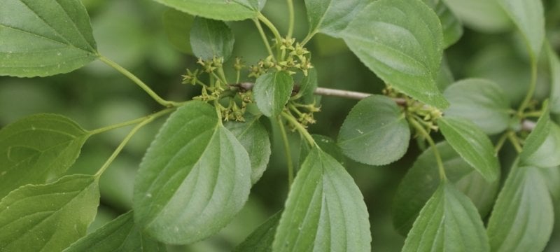 Common Buckthorn | KISMA