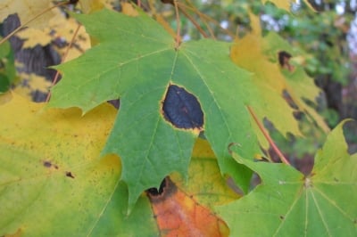 Terrestrial Invasive Species Information | Keweenaw Invasive Species ...