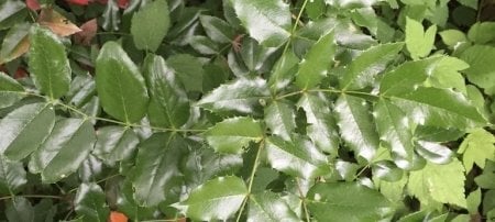 Oregon Grape | KISMA