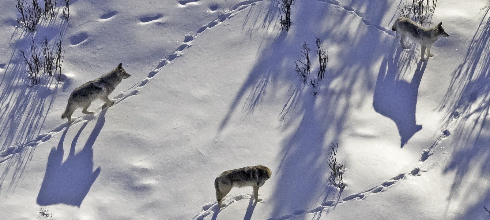 Isle Royale Winter Study: Wolf Count Rises Slightly, Moose Population ...