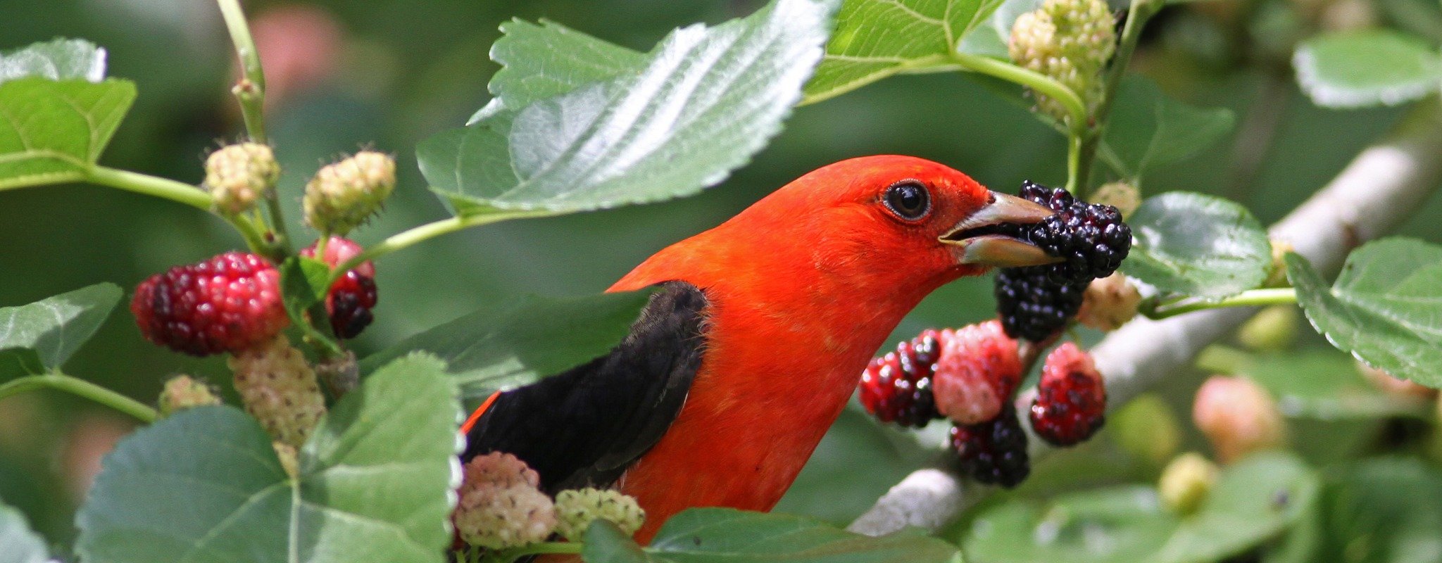 Photo Archive | Michigan Technological University