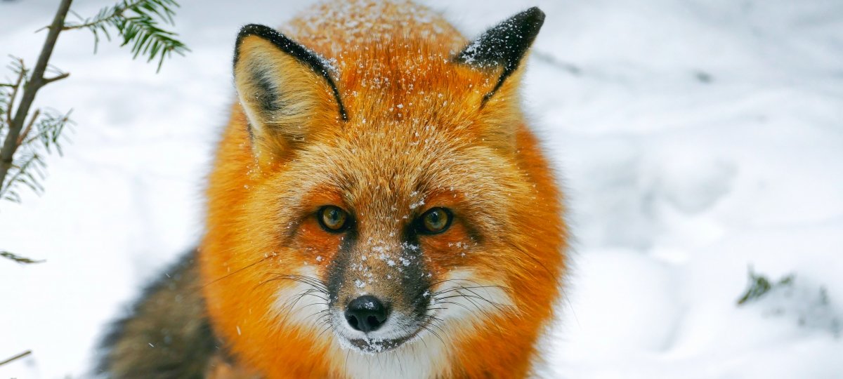 Take a Walk on the Wild Side Through the Lens of an Isle Royale ...